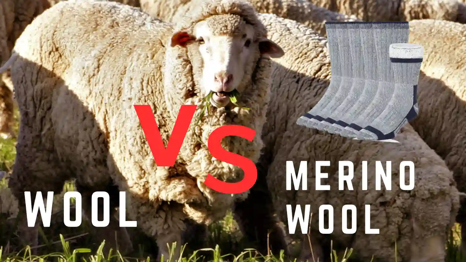 Difference between merino wool socks and wool socks: comprehensive analysis of functions ...